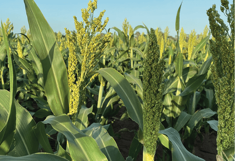 Seed Breeding Innovation | FIAL Main